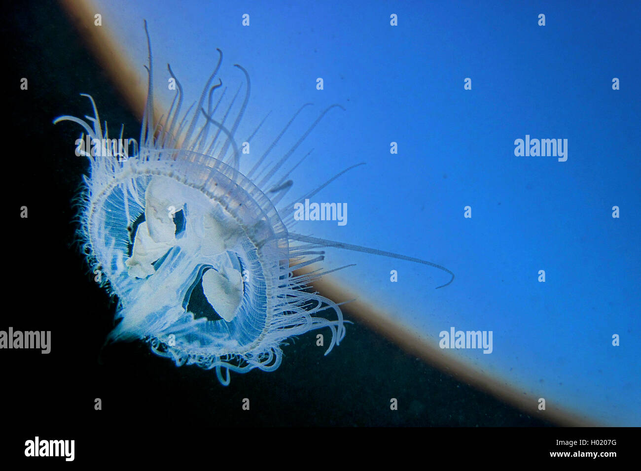 freshwater jellyfish, Regent's Park medusa (Craspedacusta sowerbyi ...