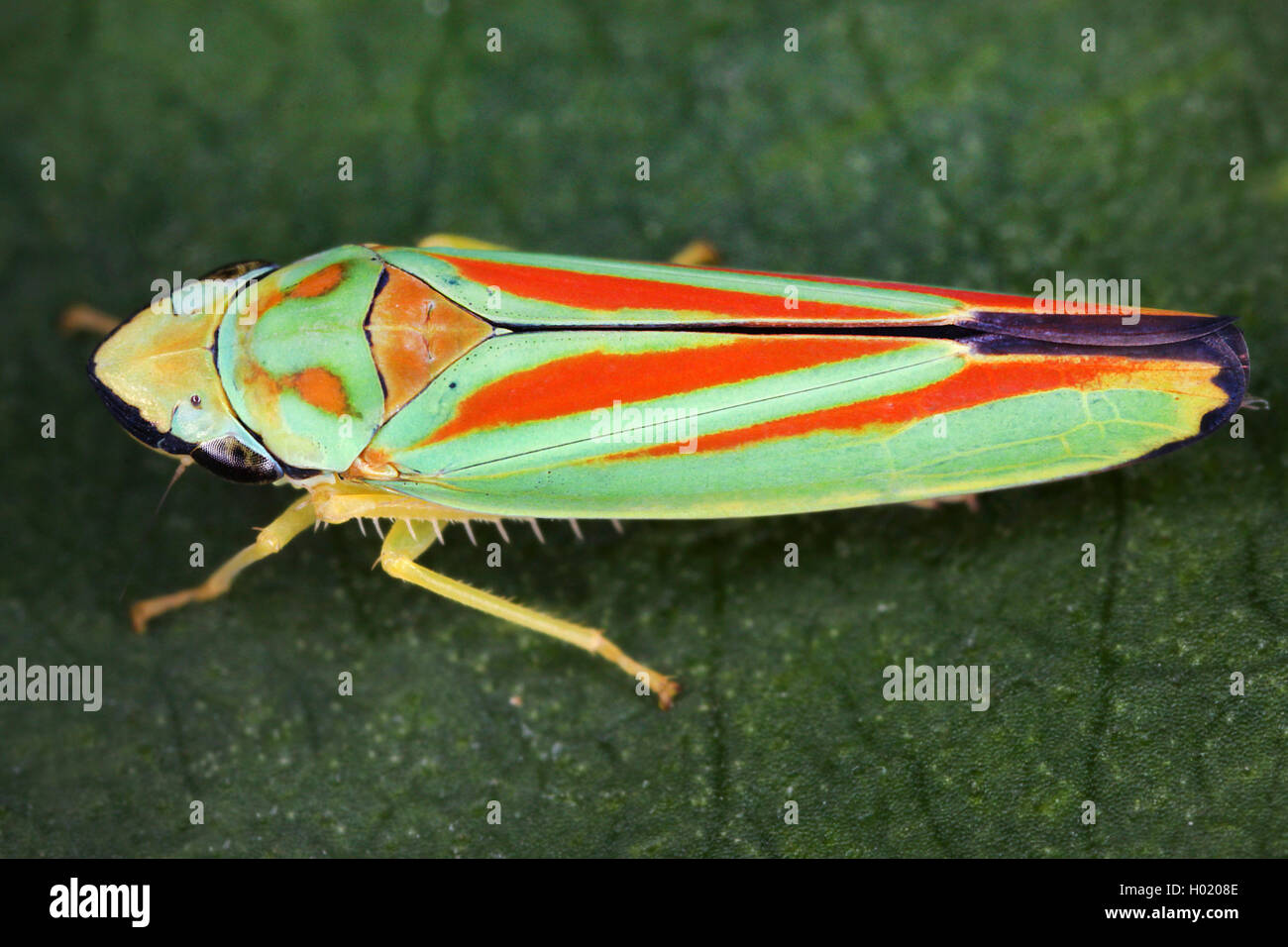 Redbanded leafhopper (Graphocephala coccinea, Graphocephala fennahi ...