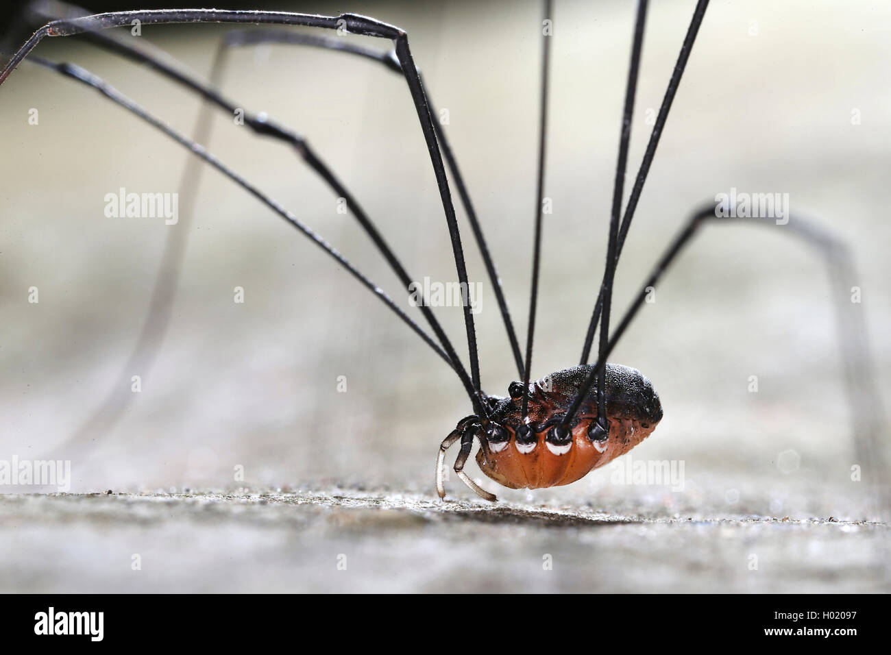 Harvestman (Leiobunum spec.), female, Germany Stock Photo - Alamy