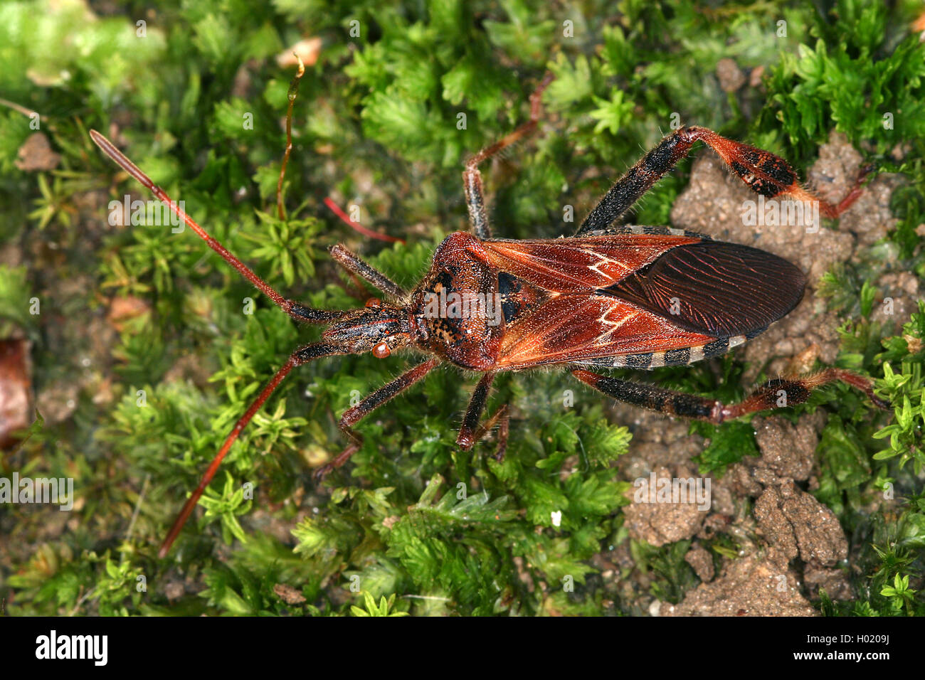 stern conifer seed bug (Leptoglossus occidentalis), on moss, Austria ...