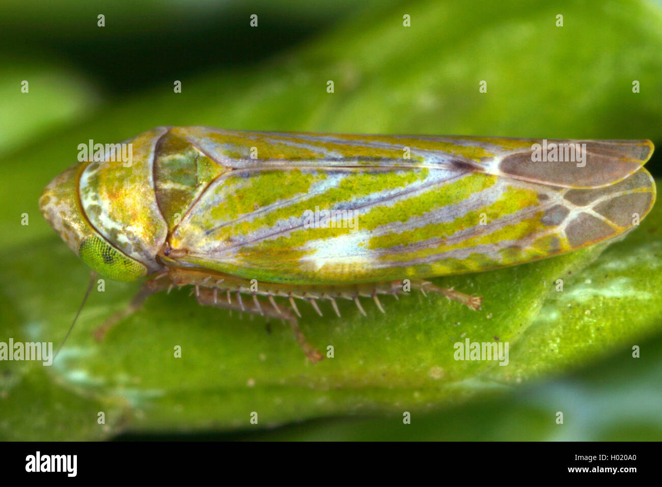 Leafhopper insect hi-res stock photography and images - Alamy