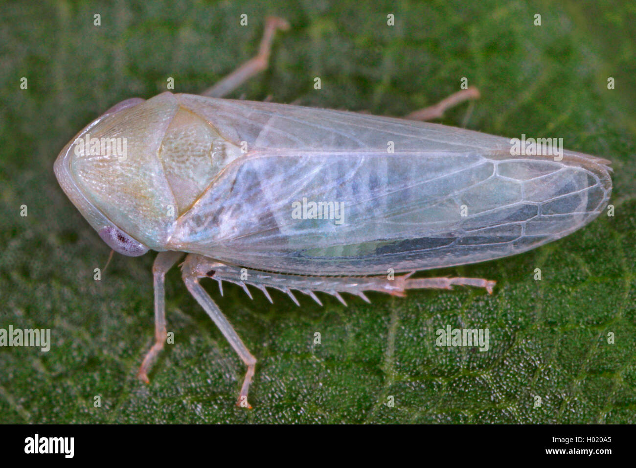Macropsis hi-res stock photography and images - Alamy