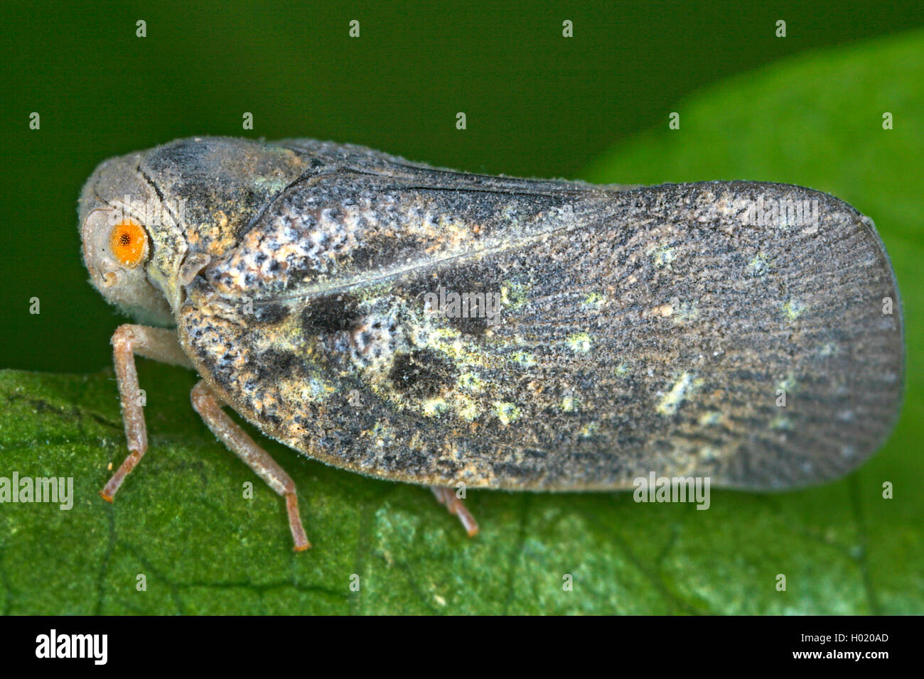 Planthopper hi-res stock photography and images - Alamy