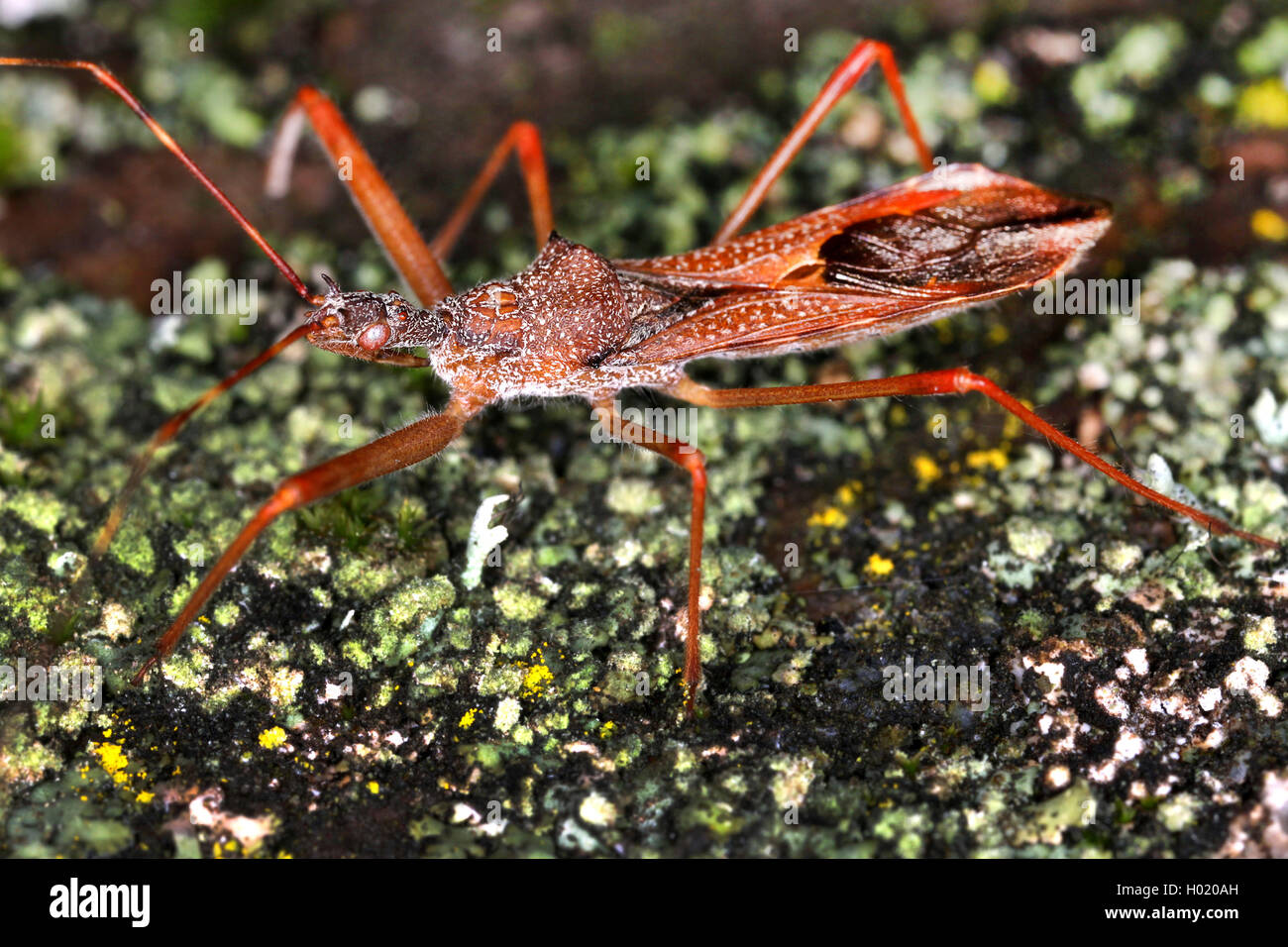 Reduviidae High Resolution Stock Photography and Images - Alamy