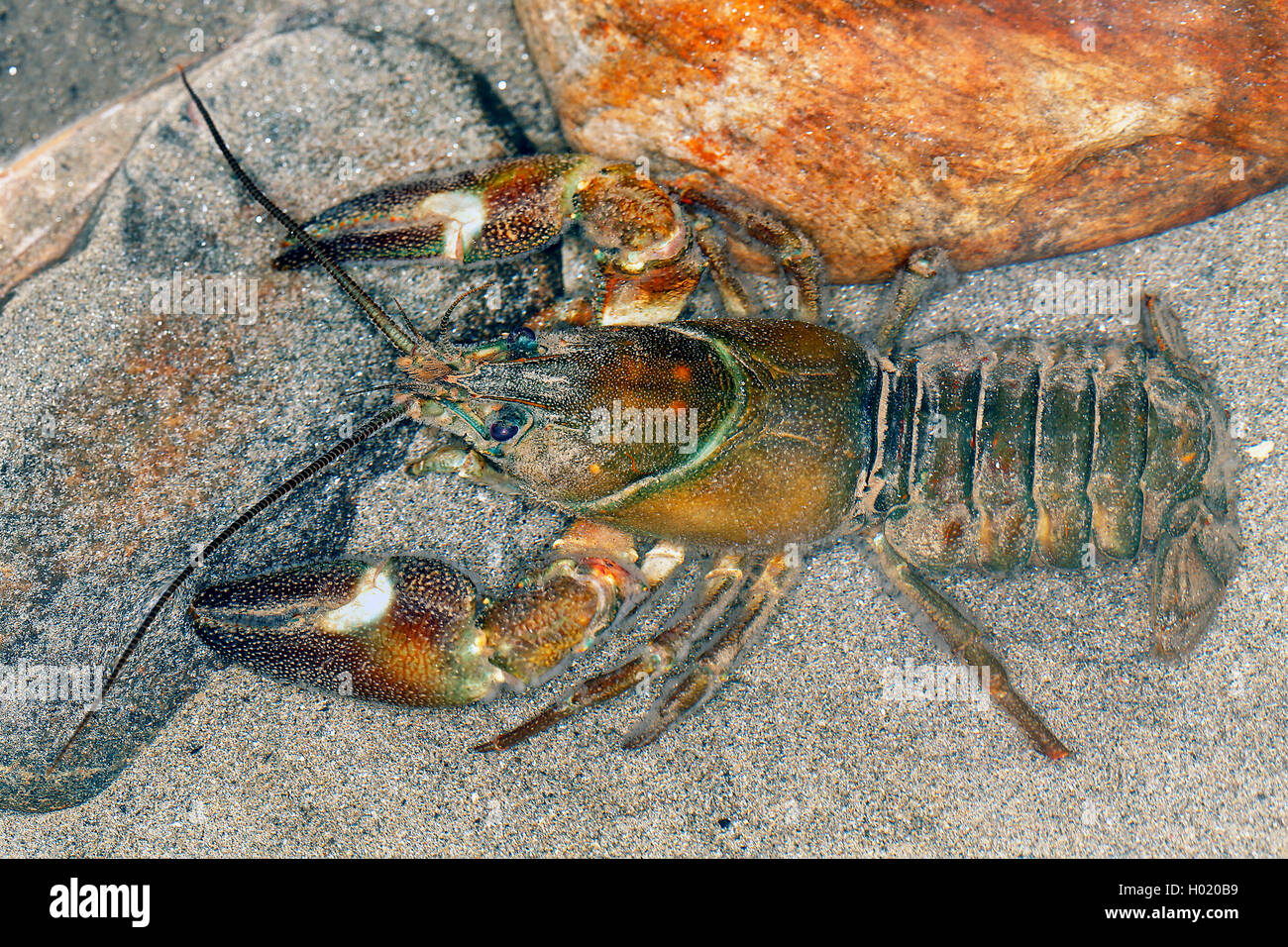signal crayfish (Pacifastacus leniusculus), at lake bottom, Austria ...