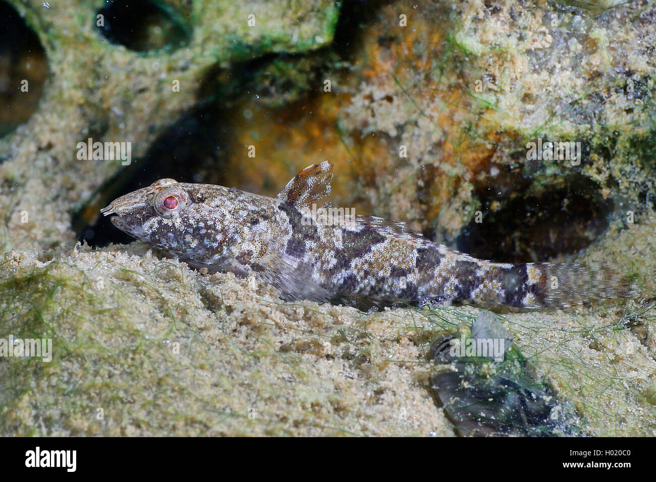 Western tubenose goby (Proterorhinus semilunaris), at the bottom ...