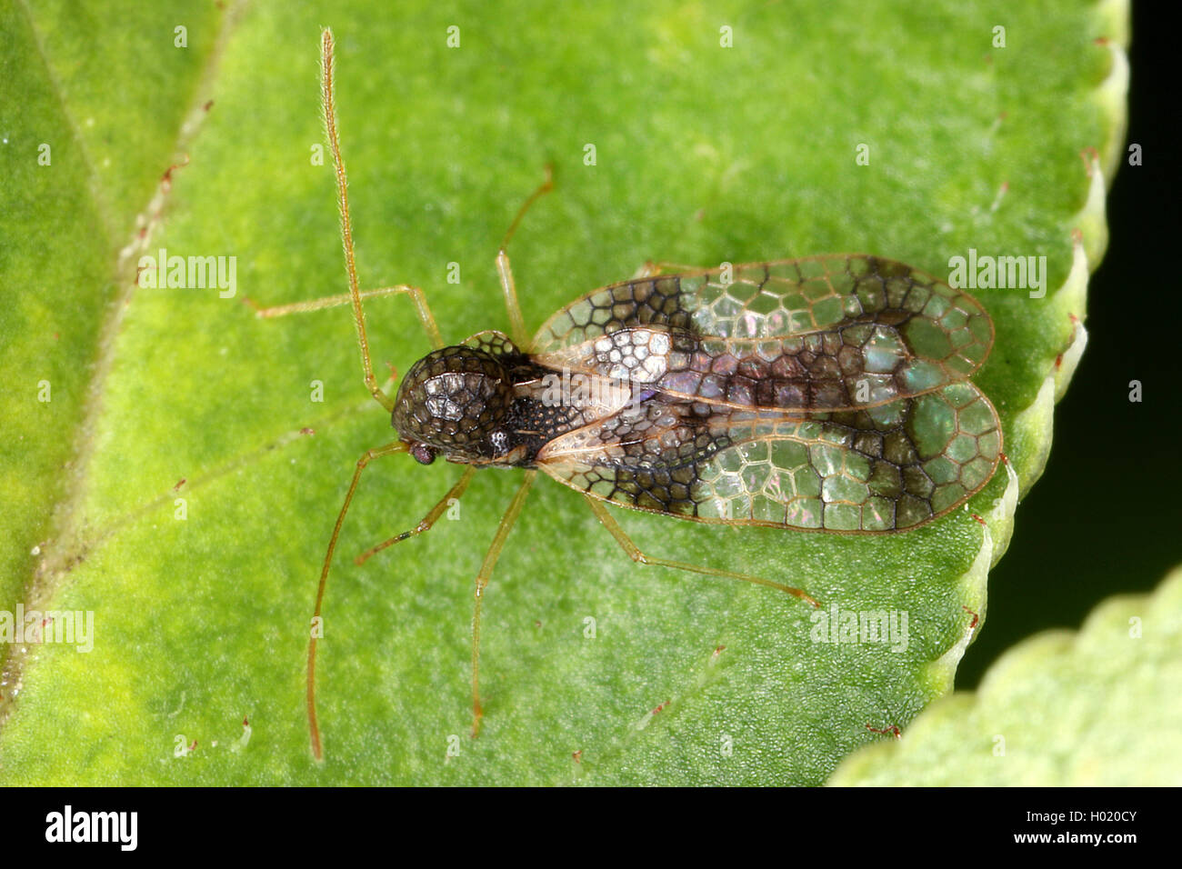 Andromeda lace bug stephanitis takeyai hi-res stock photography and ...