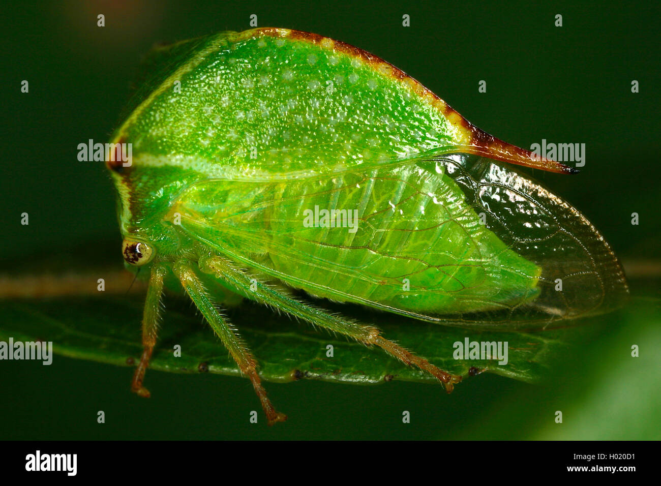 Treehopper on green leaf hi-res stock photography and images - Alamy