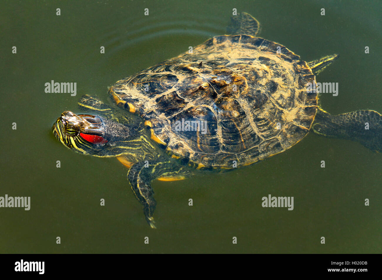 red-eared turtle, red-eared slider (Pseudemys scripta elegans ...
