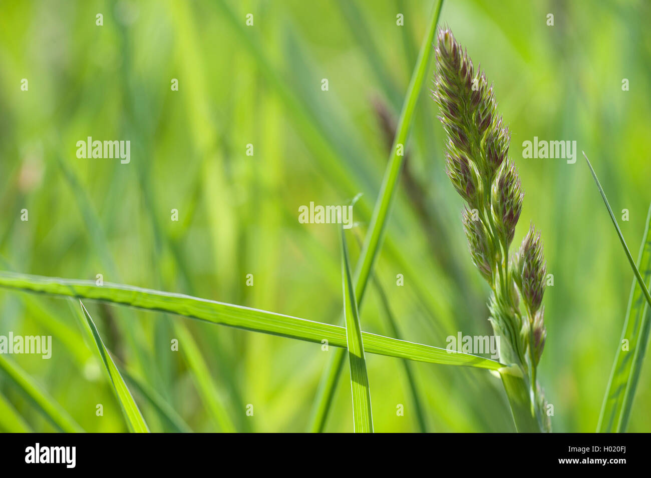 cocks-foot, orchard grass (Dactylis glomerata), panicle, Germany, BG MZ ...