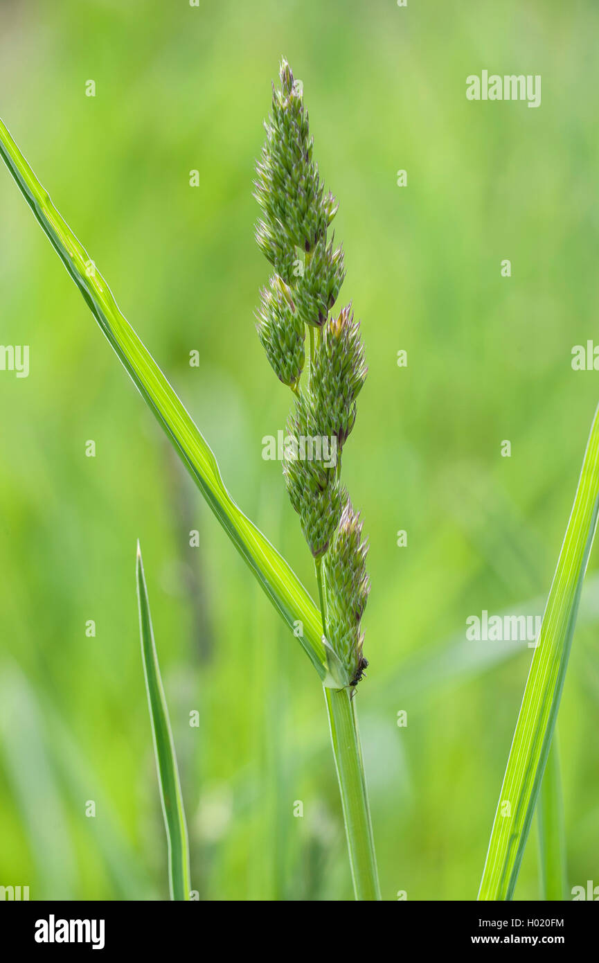 cocks-foot, orchard grass (Dactylis glomerata), panicle, Germany Stock ...