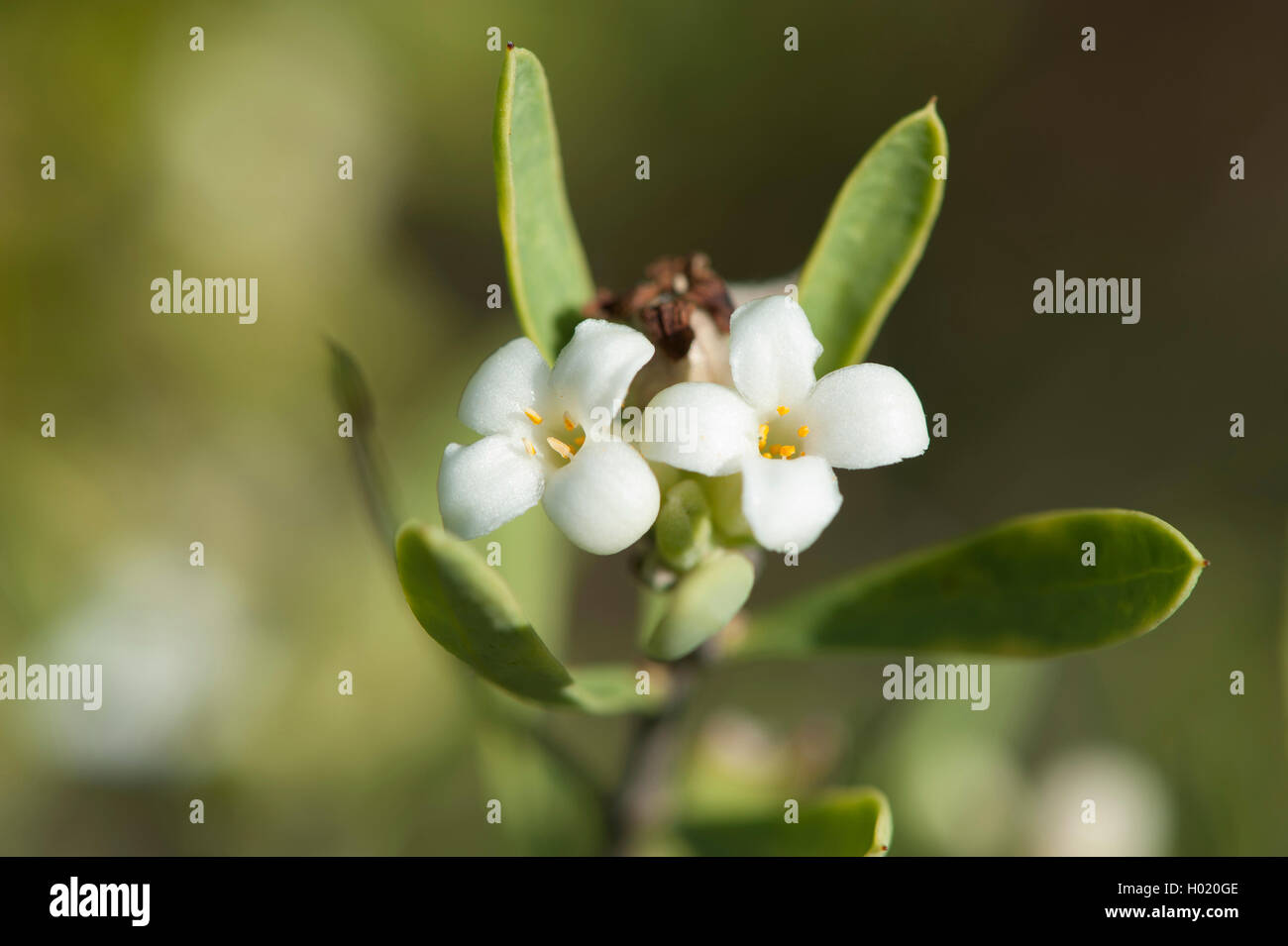 spurge flax (Daphne gnidioides), flowers, Greece, Crete Stock Photo - Alamy
