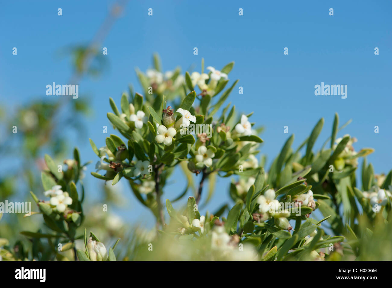 spurge flax (Daphne gnidioides), blooming, Greece, Crete Stock Photo ...
