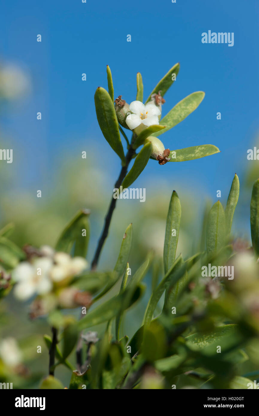 spurge flax (Daphne gnidioides), blooming, Greece, Crete Stock Photo ...