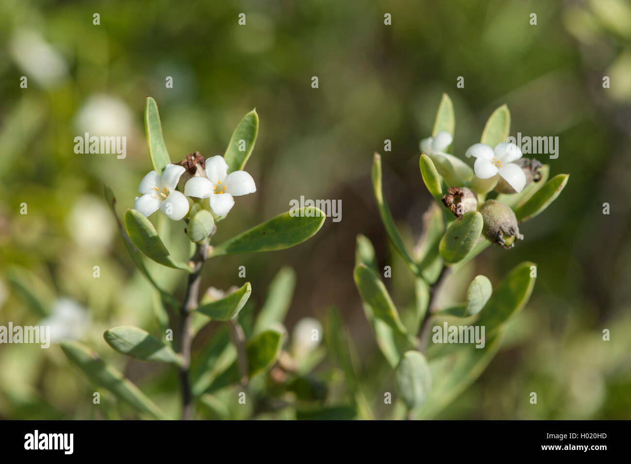 spurge flax (Daphne gnidioides), blooming, Greece, Crete Stock Photo ...