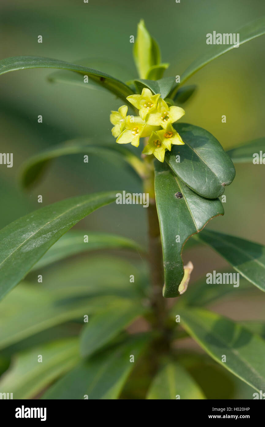 spurge-laurel (Daphne laureola), blooming, Germany Stock Photo - Alamy