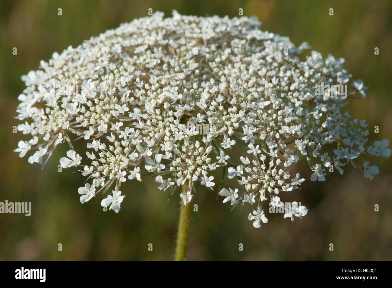 Queen Anne's lace, wild carrot (Daucus carota), inflorescence, Germany ...