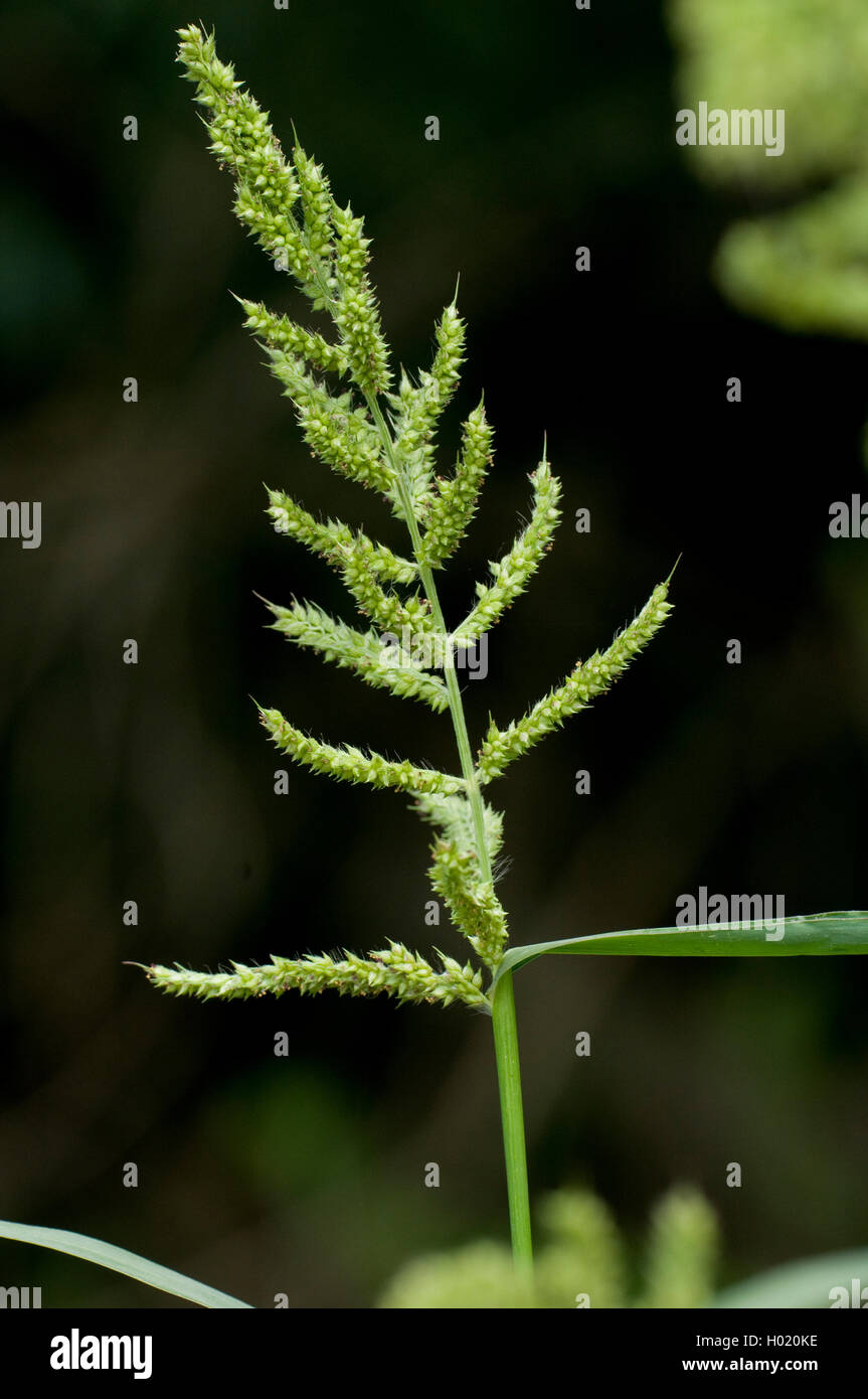 barnyard grass, cockspur grass (Echinochloa crus-galli, Echinochloa ...