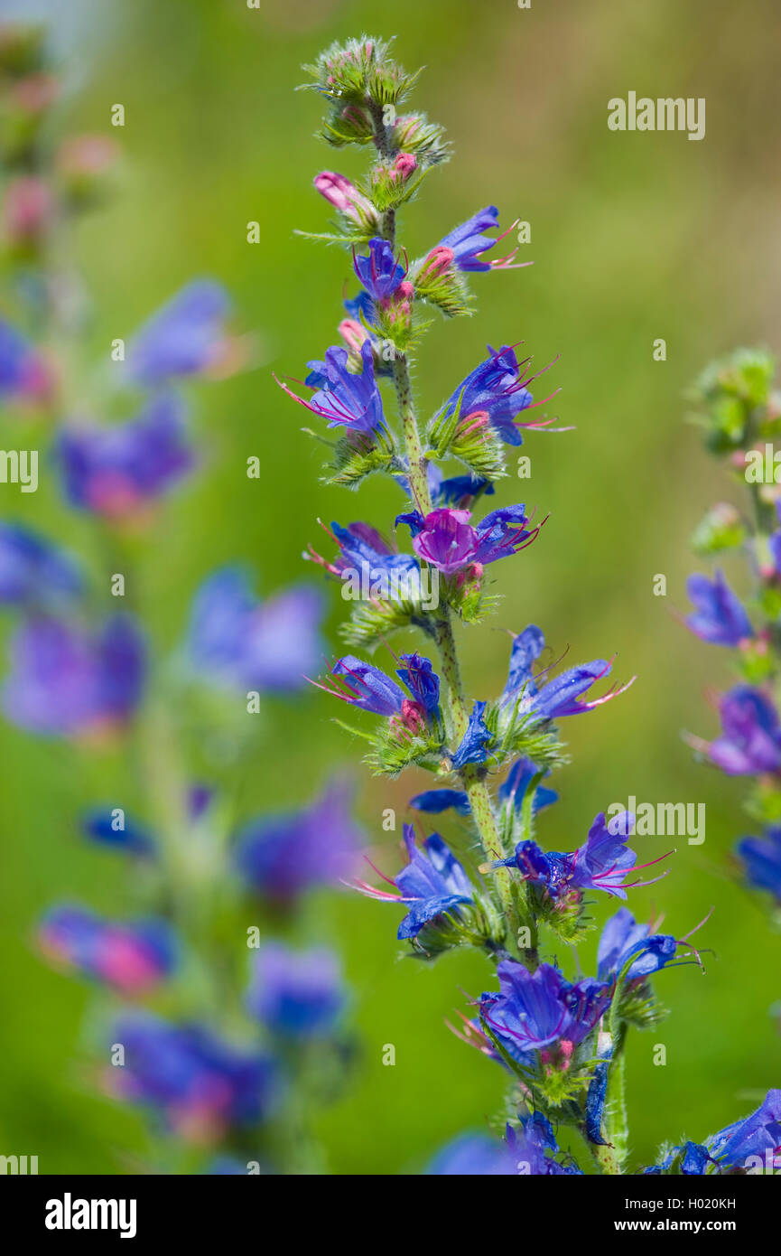 blueweed, blue devil, viper's bugloss, common viper's-bugloss (Echium ...