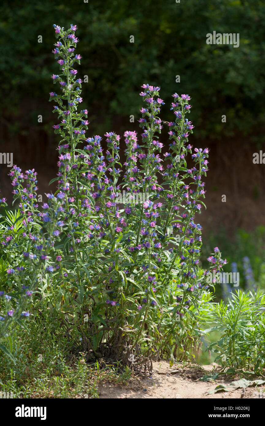 blueweed, blue devil, viper's bugloss, common viper's-bugloss (Echium ...