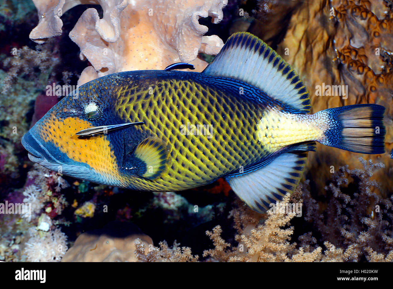 titan triggerfish, spotted triggerfish, titan trigger (Balistoides viridescens), in front of ...