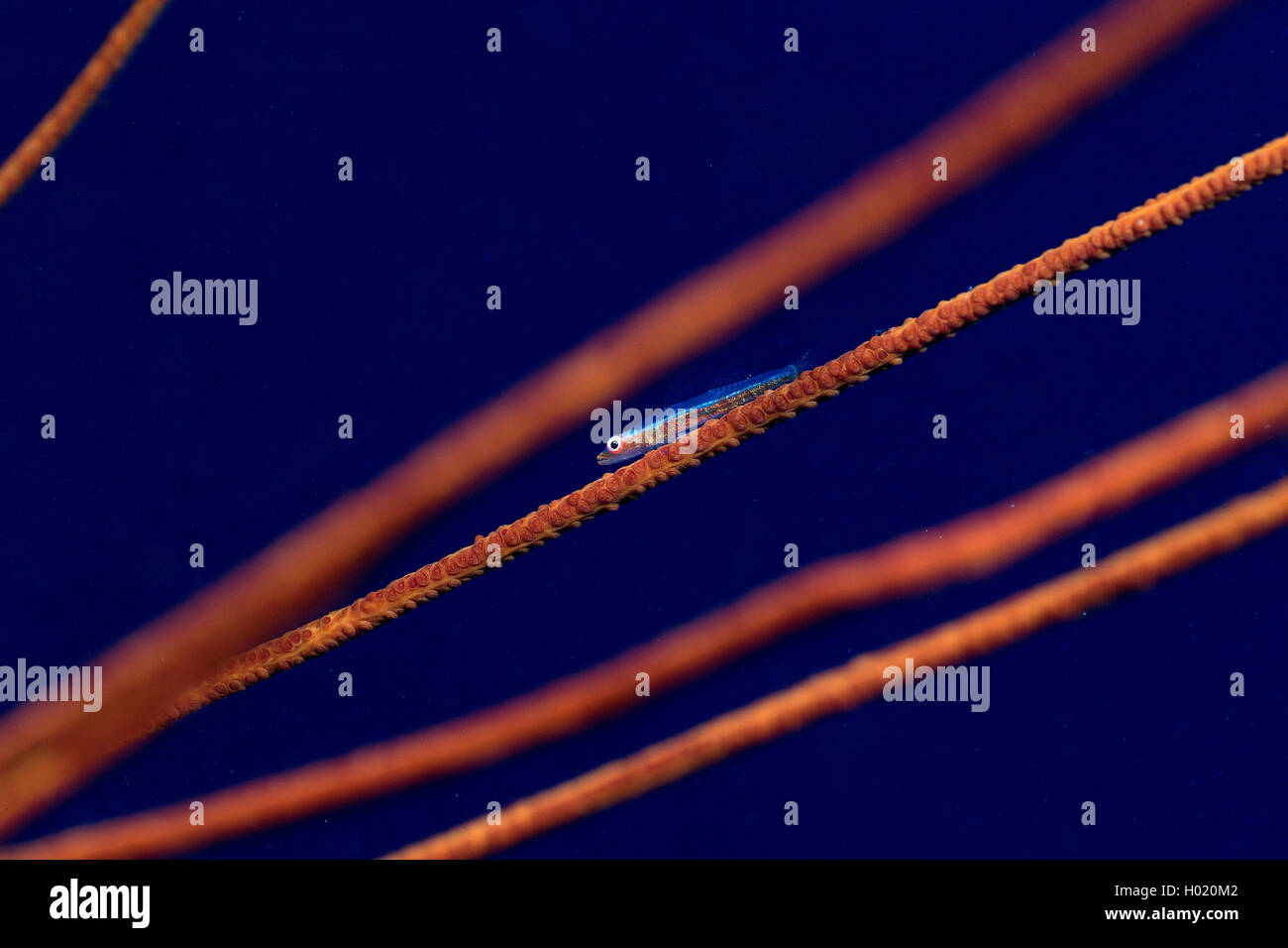 Gorgonian goby (Bryaninops tigris), tries to hide, Egypt, Red Sea Stock ...