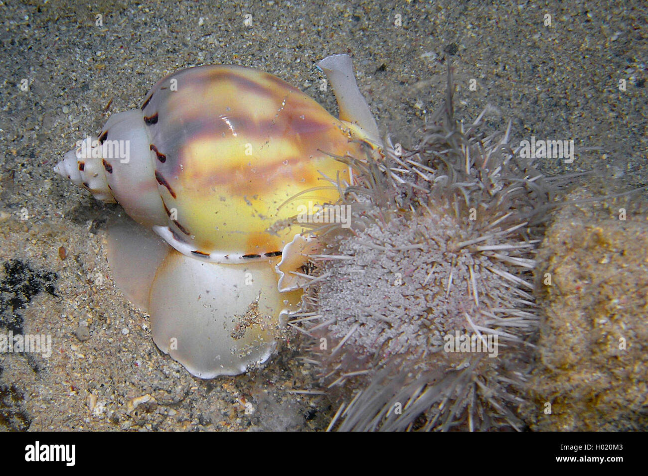 sea snail (Casmaria ponderosa), at sea bottom with sea urchin, Egypt ...