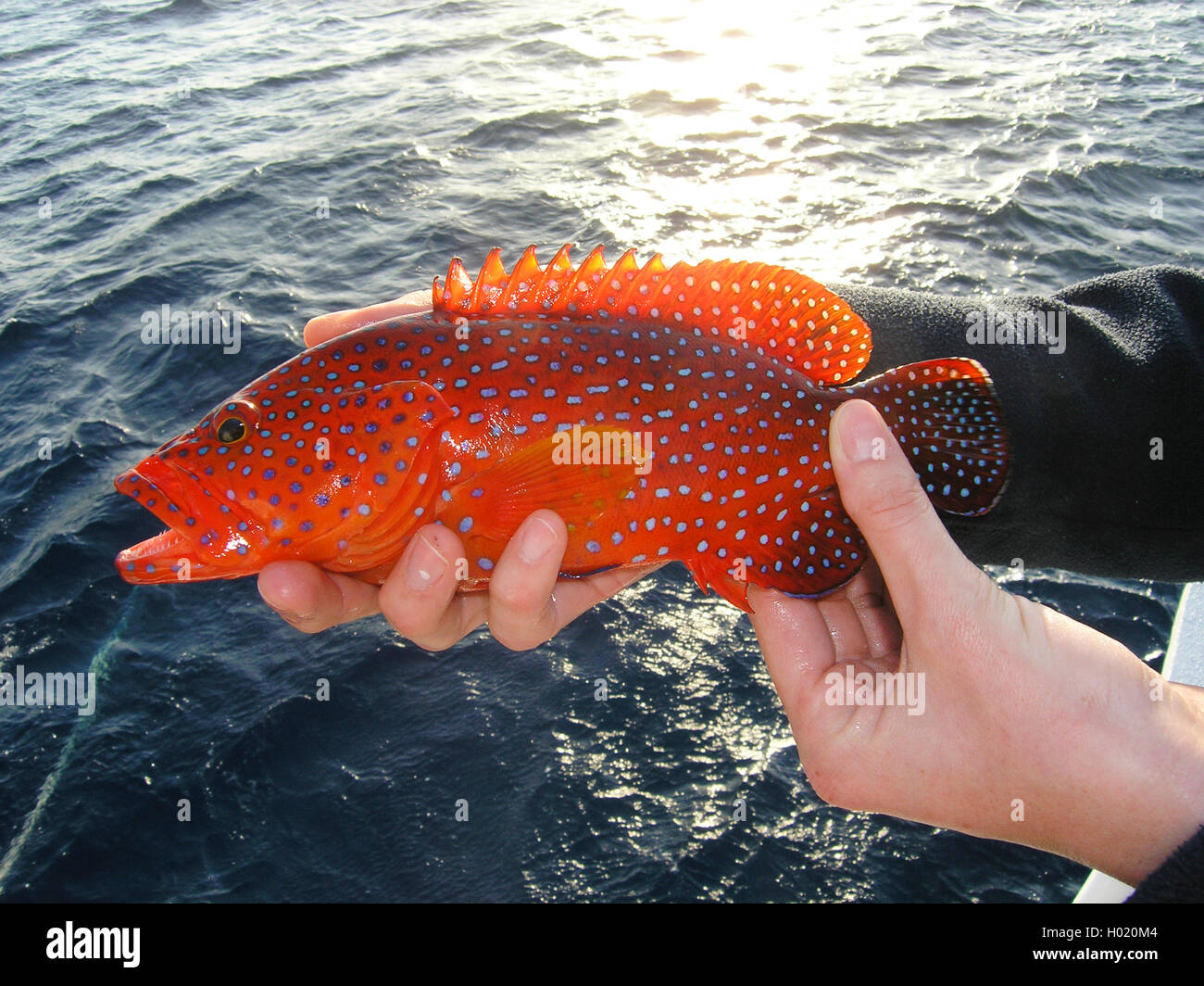 Zackenbarsch Stock Photos & Zackenbarsch Stock Images - Alamy