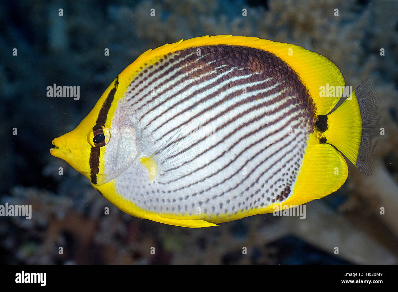 Blackbacked butterflyfsh (Chaetodon melannotus), swimming, Egypt, Red ...