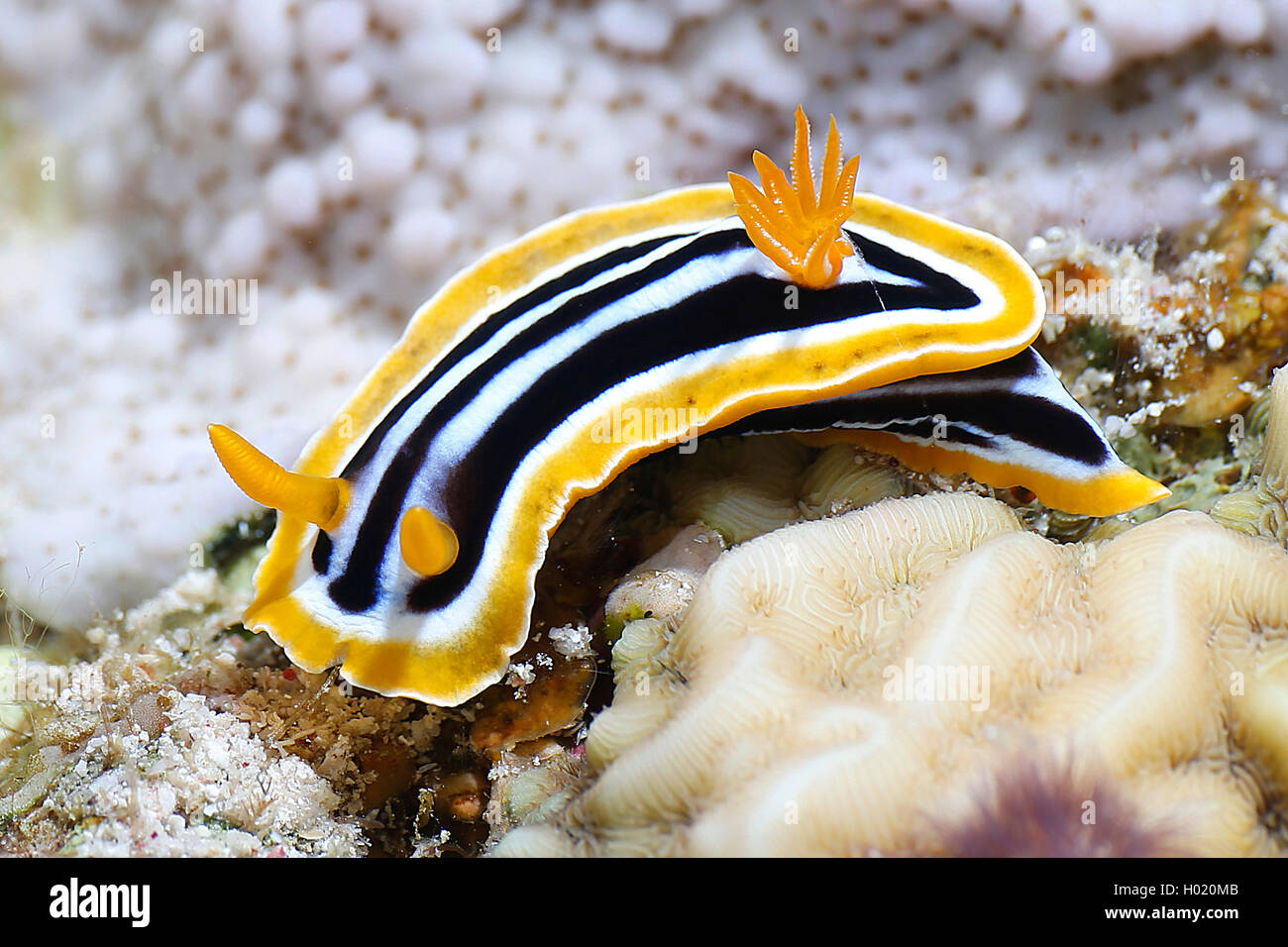 sea slug (Chromodoris quadricolor), at sea bottom, Egypt, Red Sea Stock ...