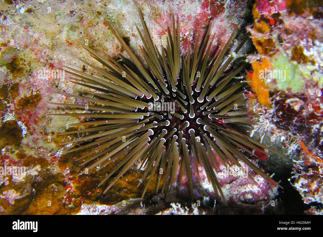 reef-flat sea urchin (Echinometra mathaei), at coral reef, Egypt, Red ...