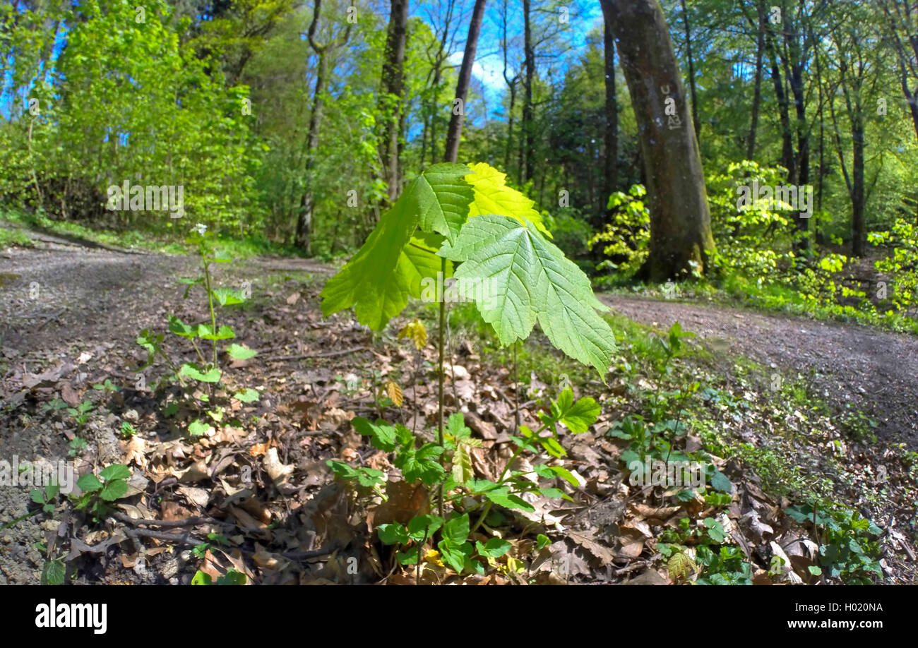 Sycamore seedlings hi-res stock photography and images - Alamy