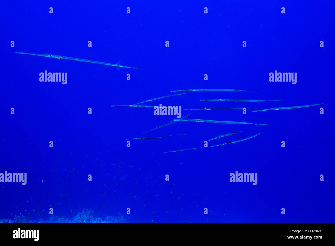 Reef Cornetfish (Fistularia commersonii), school, Egypt, Red Sea Stock ...