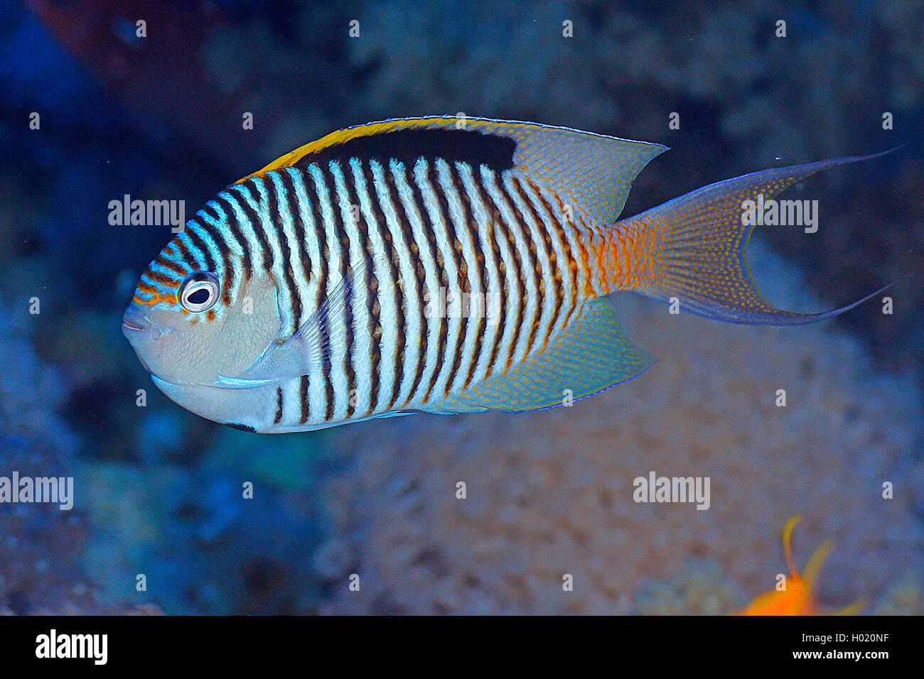 Zebra Angelfish Saltwater
