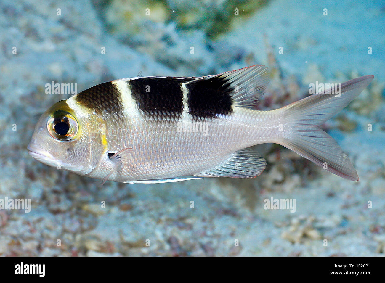 Bigeye emperor (Monotaxis grandoculis), swimming, Egypt, Red Sea Stock ...