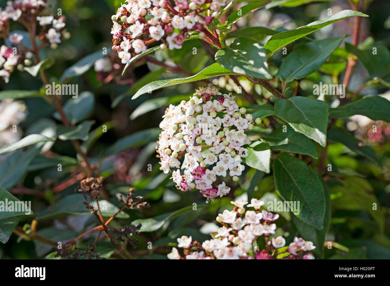 Laurustinus hi-res stock photography and images - Alamy