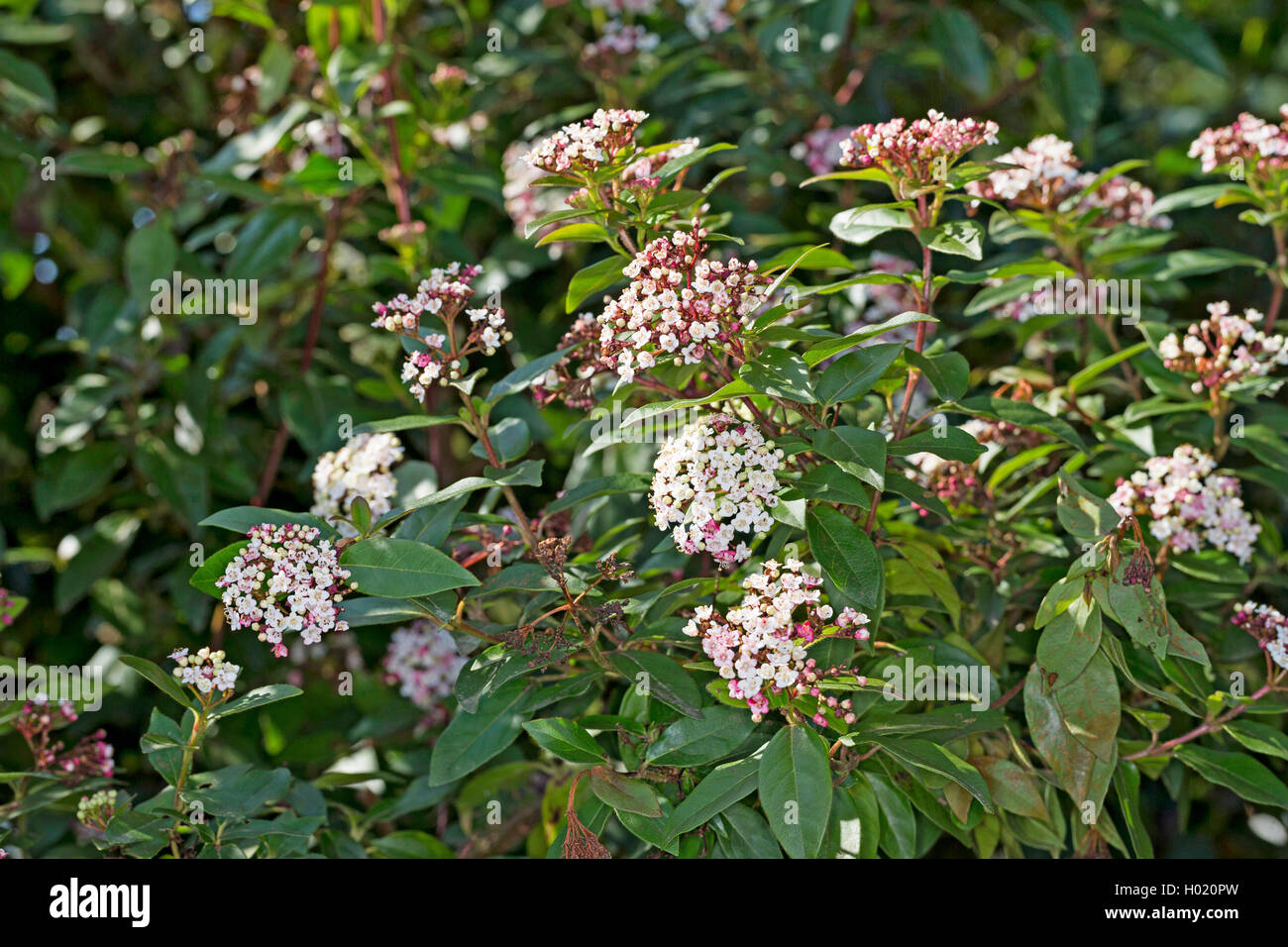 Laurustinus (Viburnum tinus), blooming Stock Photo - Alamy