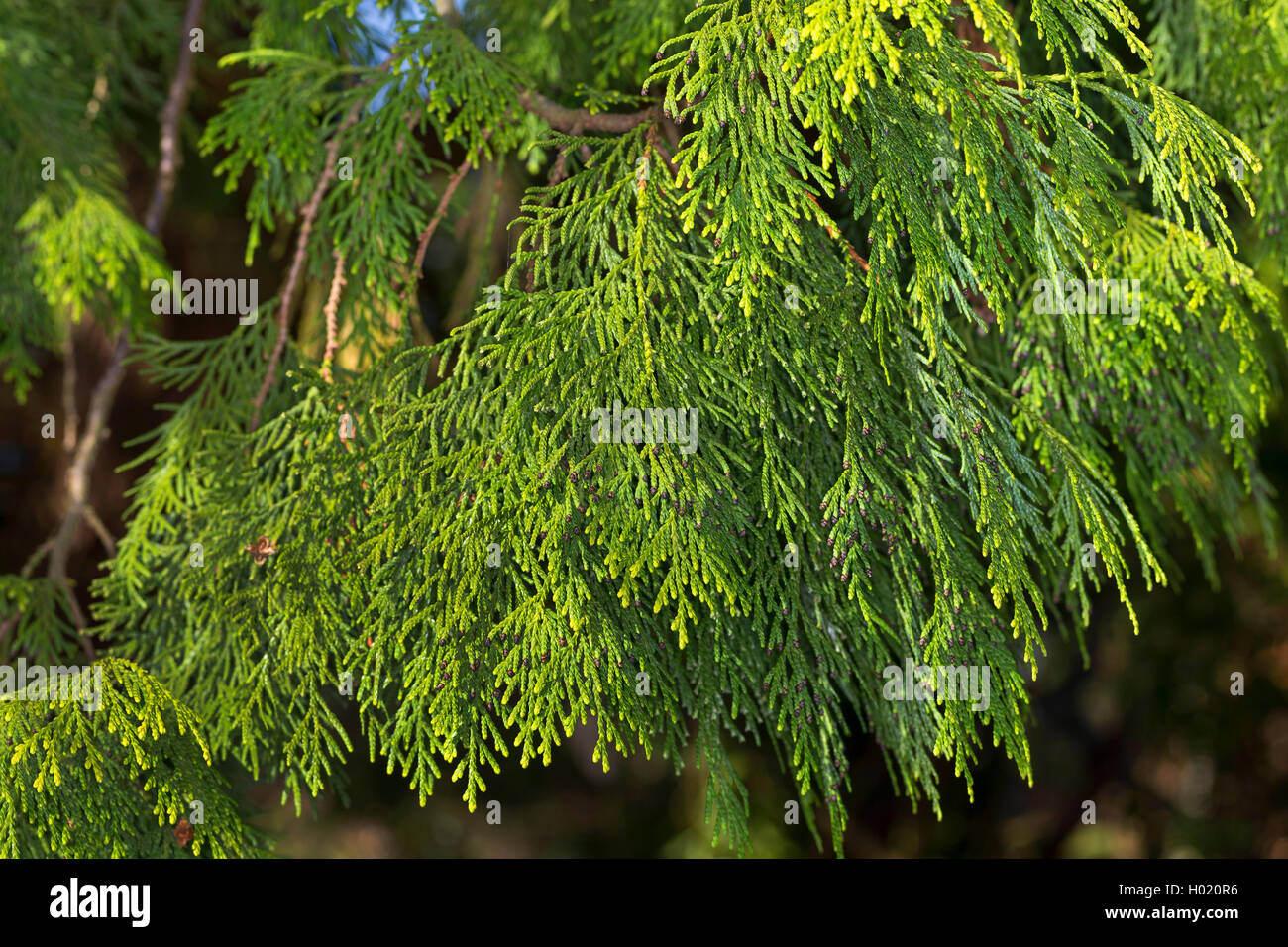 Japanese Thuja, nezuko, kurobe (Thuja standishii), branch with male ...