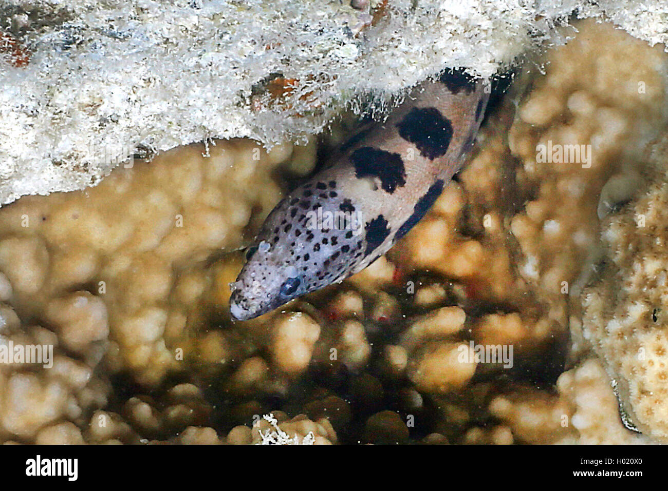 Tiger reef-eel (Scuticaria tigrina), peers out of its cave, Egypt, Red ...