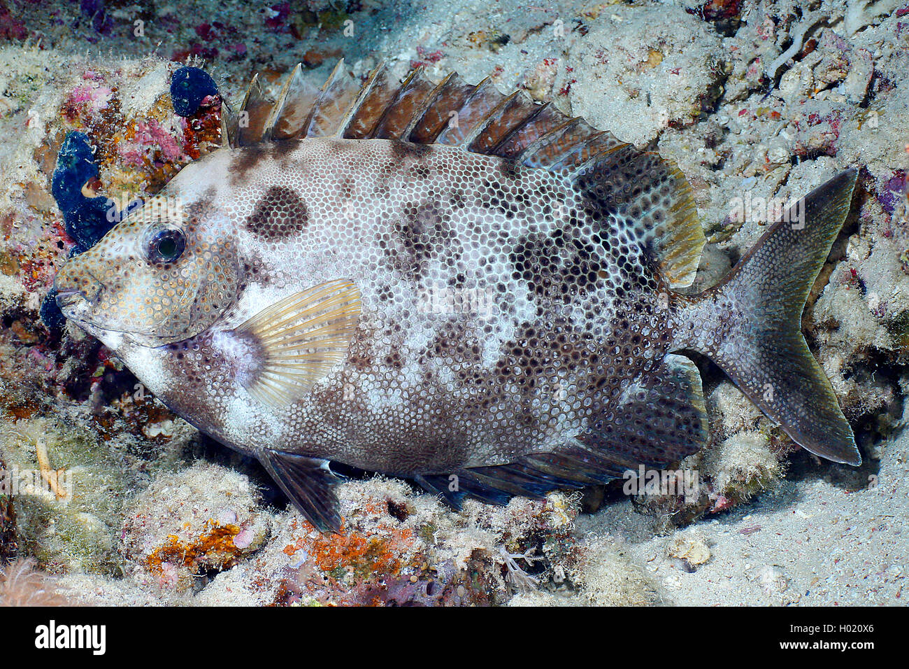 Brown-spotted spinefoot (Siganus stellatus), Egypt, Red Sea Stock Photo ...
