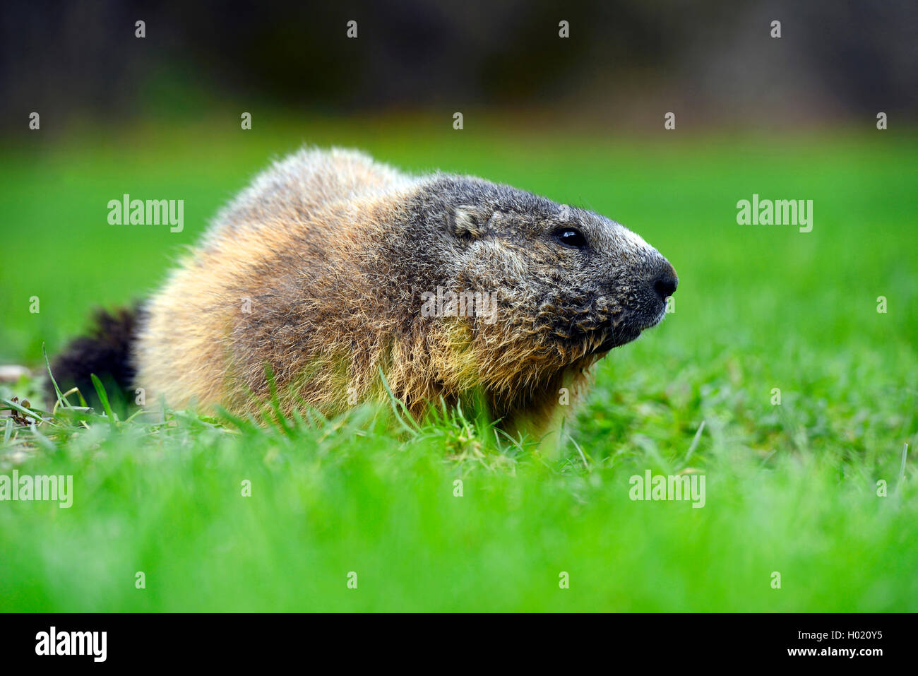 Alpine marmot in the french alps hi-res stock photography and images ...