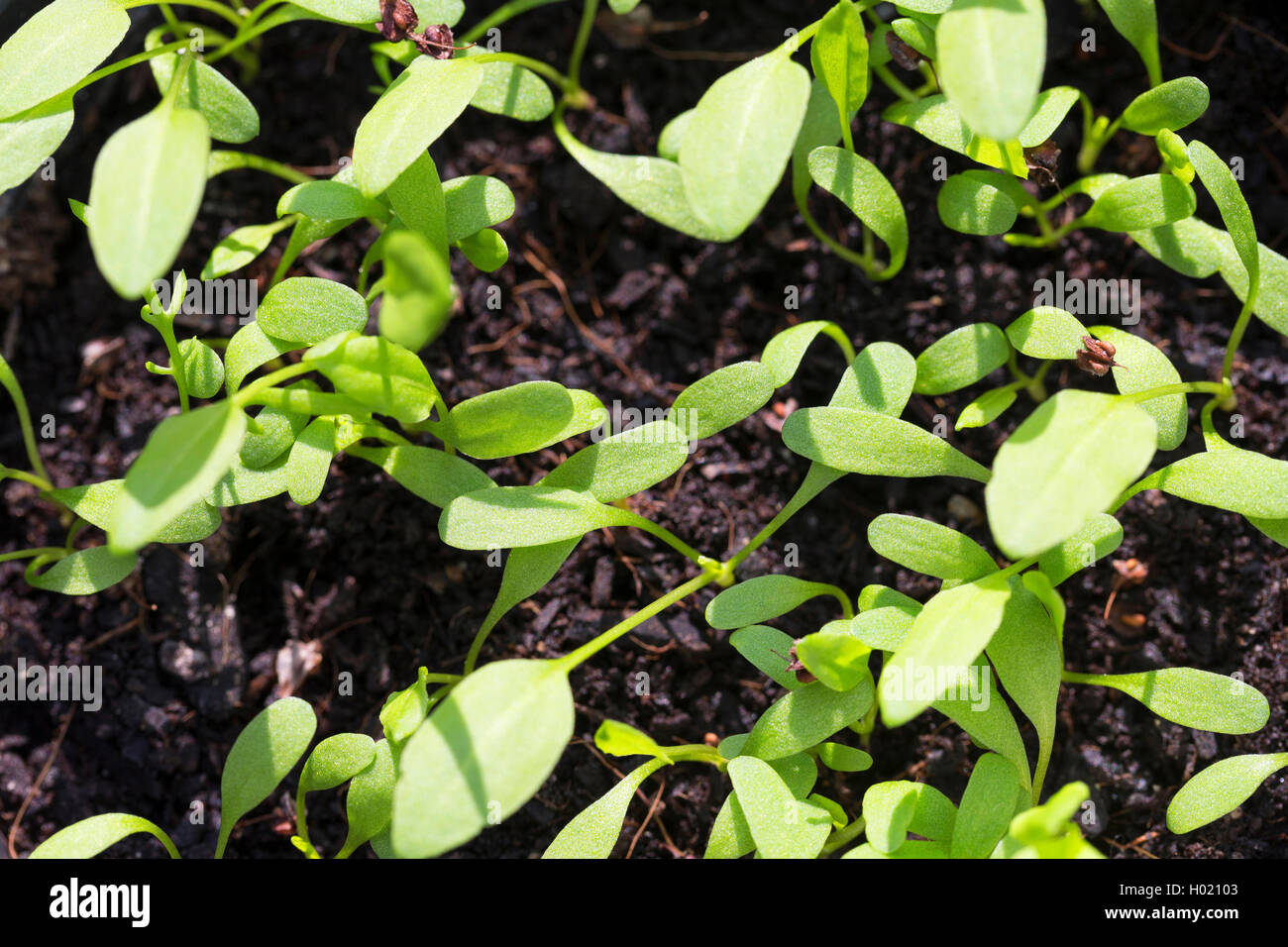 Curly dock hi-res stock photography and images - Alamy