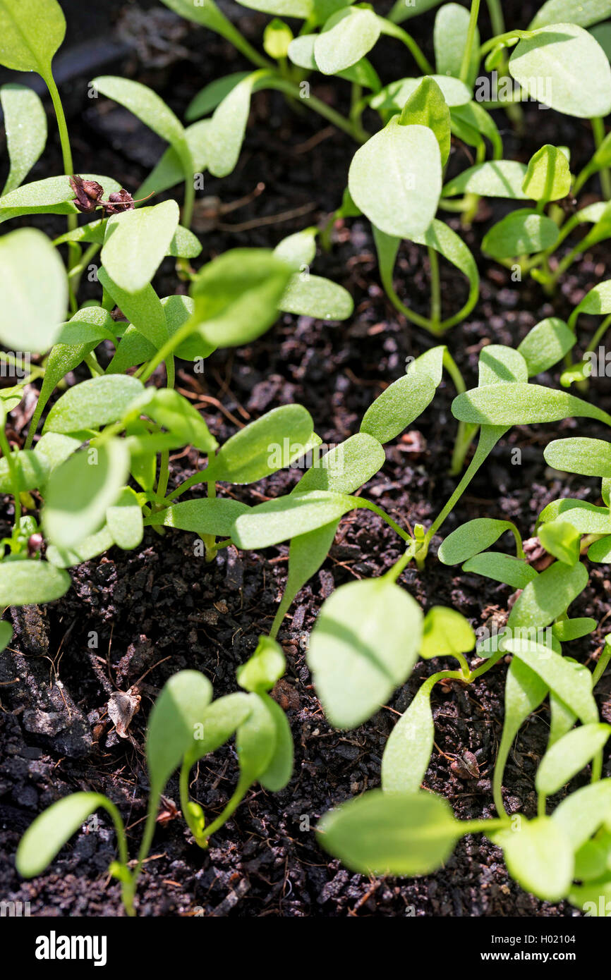 Curly dock hi-res stock photography and images - Alamy