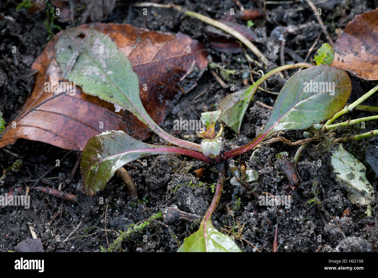 Common bugle, Creeping bugleweed (Ajuga reptans), young leaves, Germany ...
