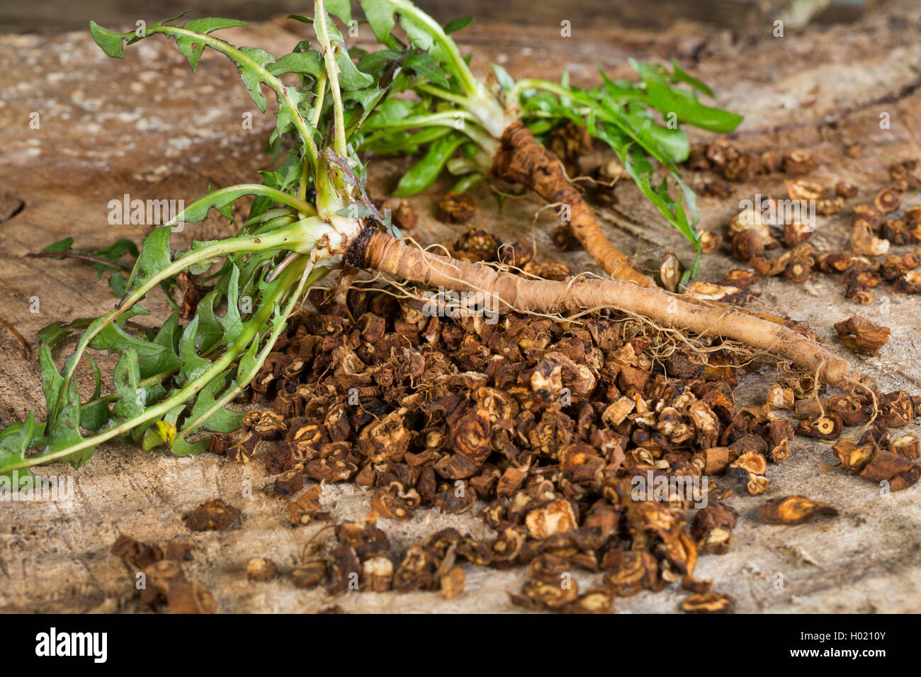 Taraxacum Officinale Root