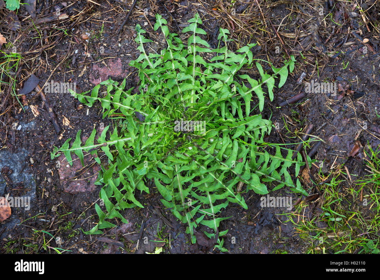 common dandelion (Taraxacum officinale), leaf rosette, Germany Stock ...