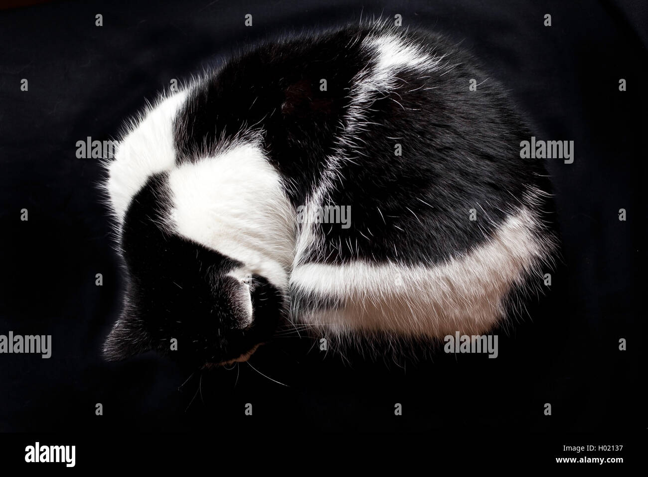 domestic cat, house cat (Felis silvestris f. catus), coiled up black ...