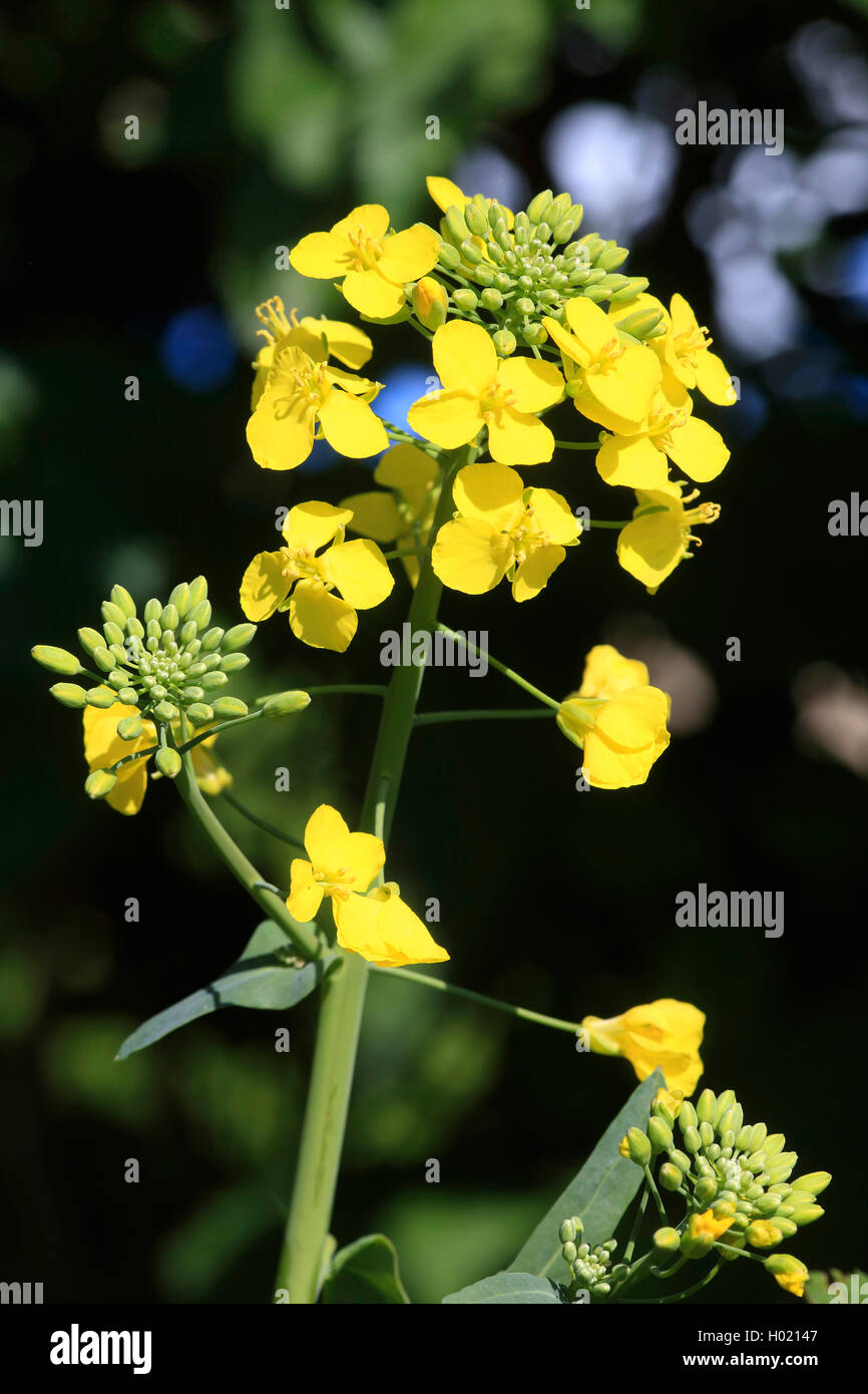 rape, turnip (Brassica napus), blooming rape, Germany Stock Photo - Alamy