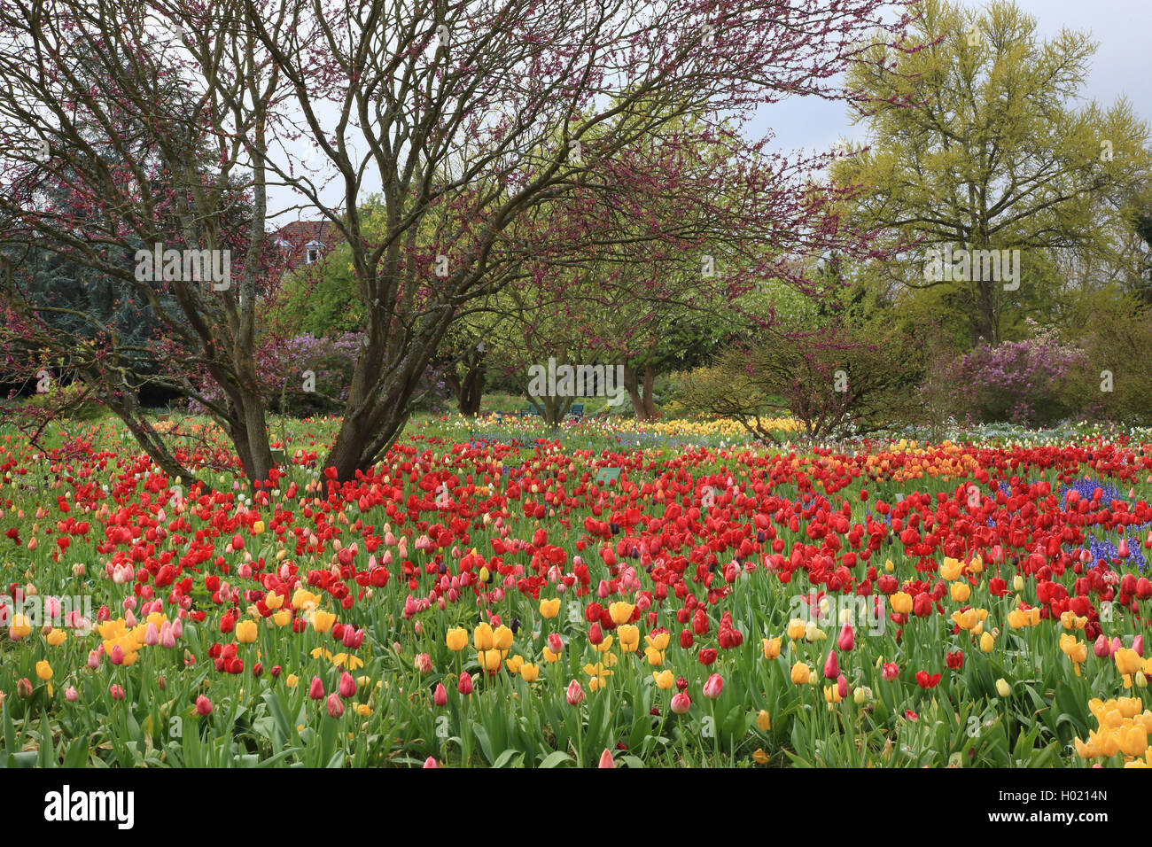 judas tree (Cercis siliquastrum), blooming judas tree in a park with ...
