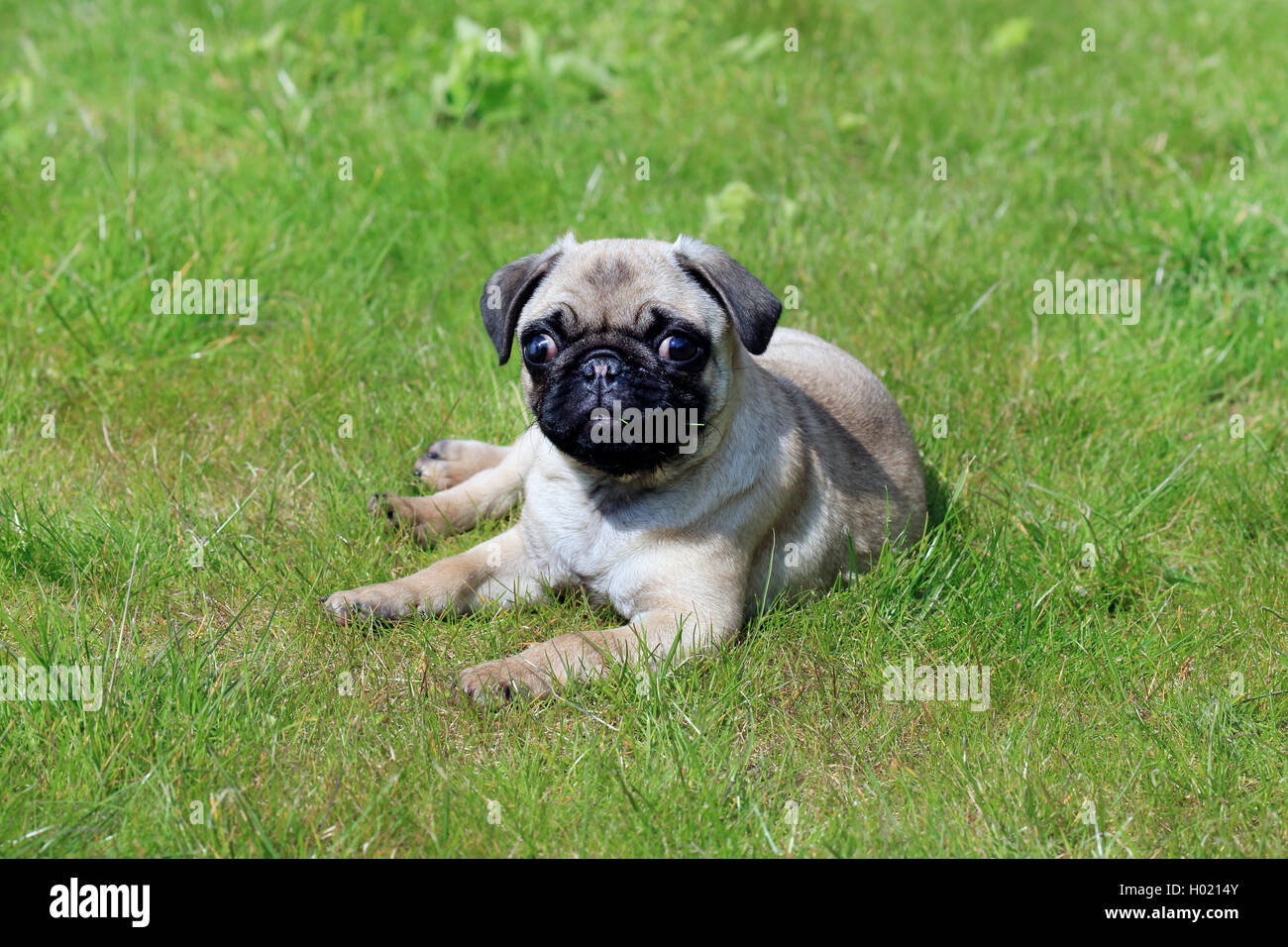 Pug (Canis lupus f. familiaris), young pug lying in a meadow, front ...